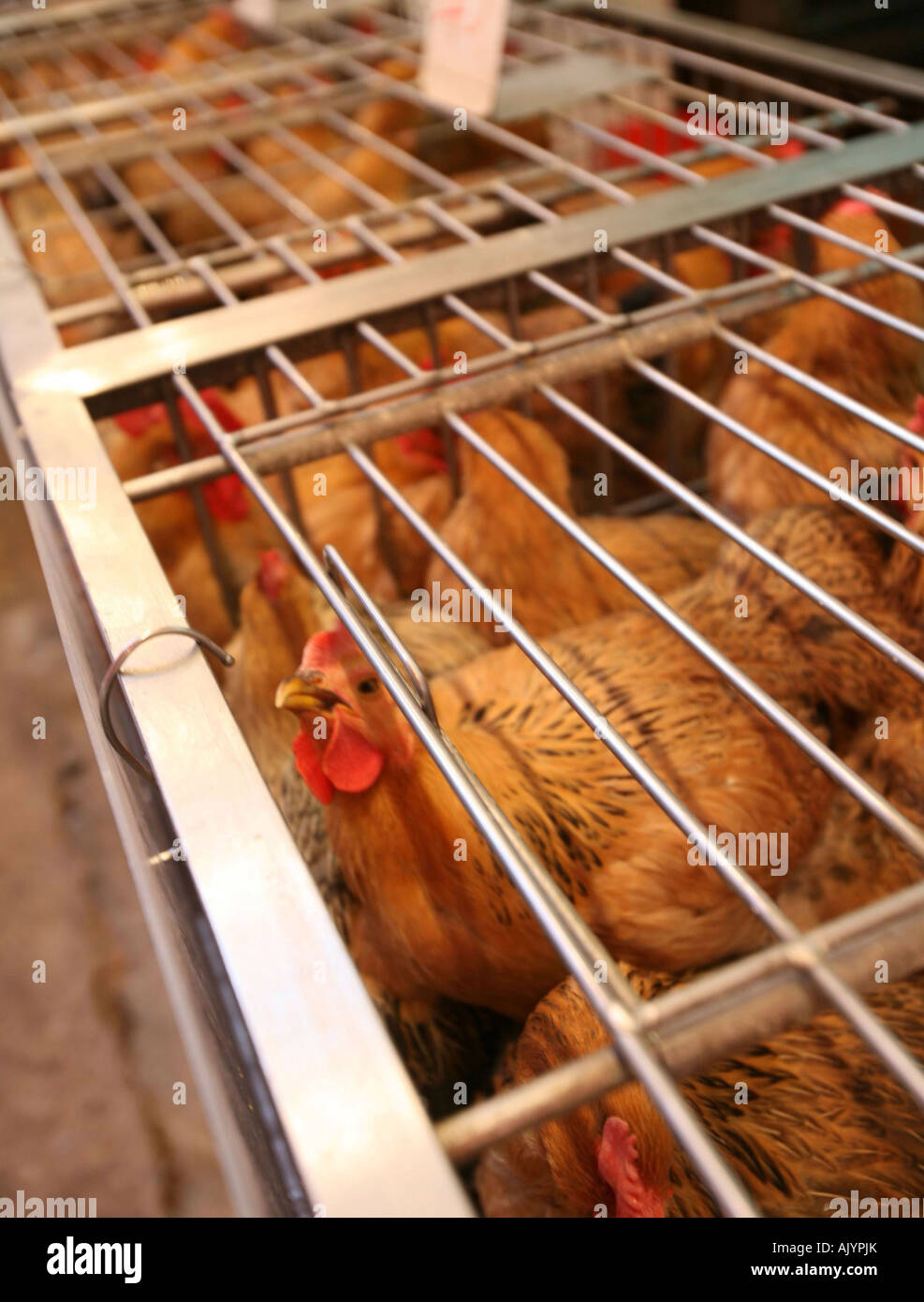 Live chickens on sale in a market in Kowloon Stock Photo - Alamy