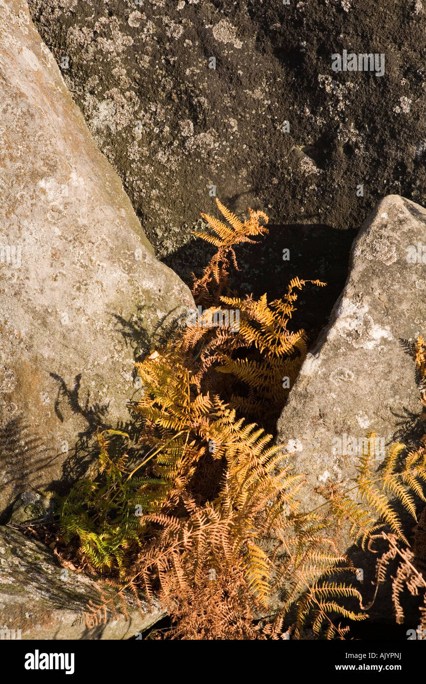 Bracken (Pteridium aquilinum) and rocks, Peak District, Derbyshire ...