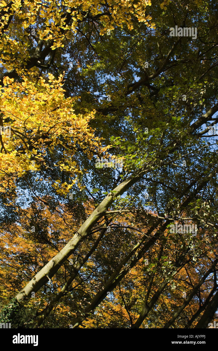 Beech Trees in Autumn / Fall taken on a Diagonal Perspective Kent ...