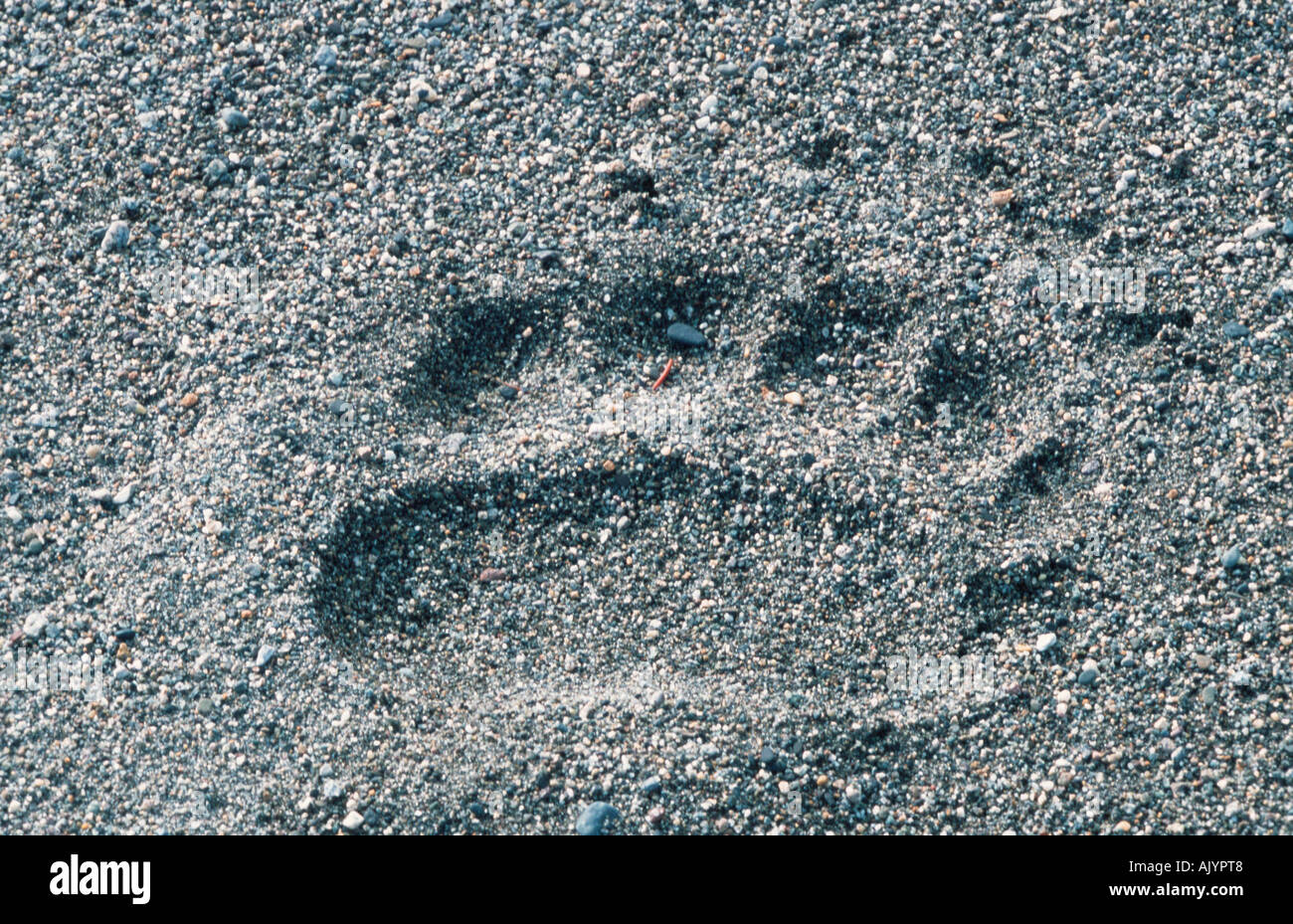 Bear foot print Stock Photo - Alamy