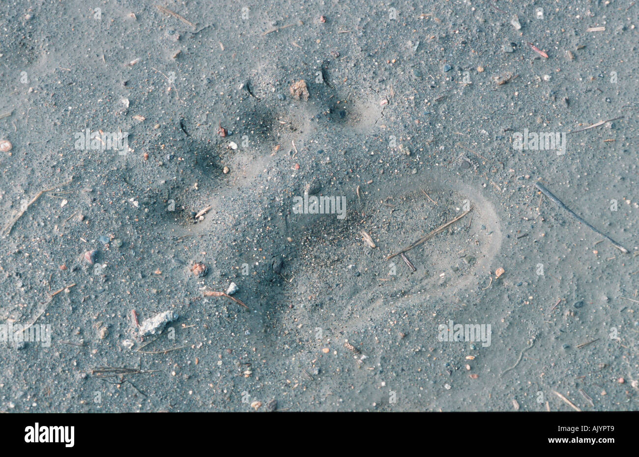 Bear foot print Stock Photo - Alamy