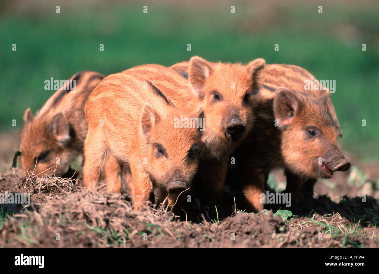 Four wild boars hi-res stock photography and images - Alamy