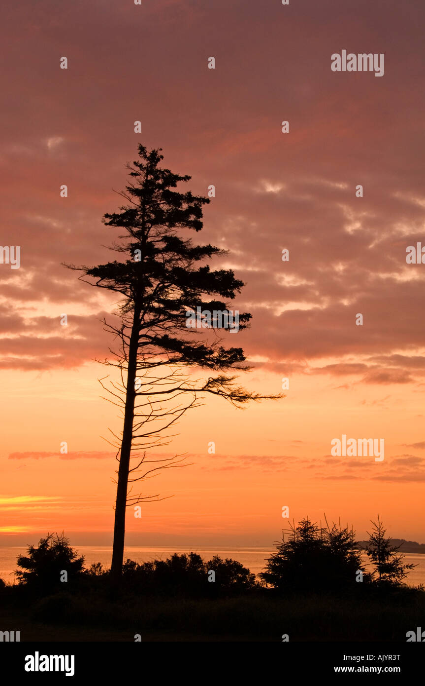 Pine tree at dawn, Malpeque, PE/PEI Prince Edward Island, Canada Stock ...