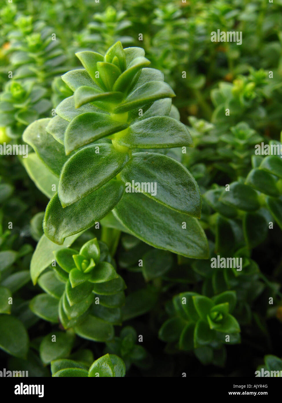 sea sandwort. Honckenya peploides Stock Photo - Alamy