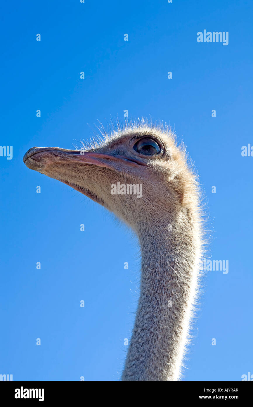 Ostrick head verticle blue sky Stock Photo - Alamy