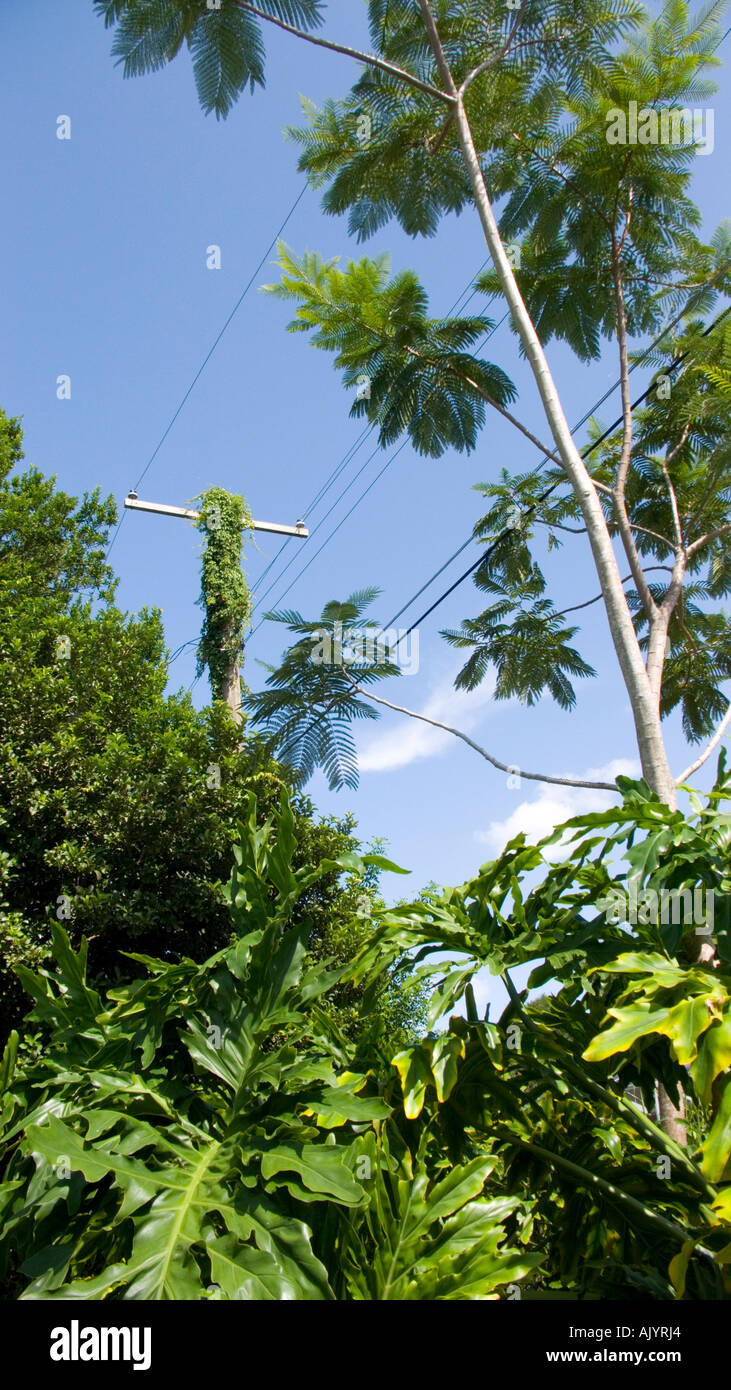 heavy tropical vine taking over a power line pole in rain forest jungle ...