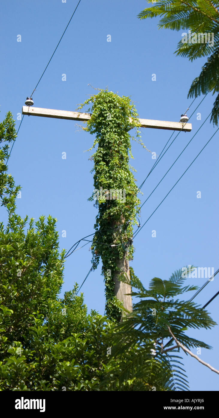 heavy tropical vine taking over a power line pole in rain forest jungle ...