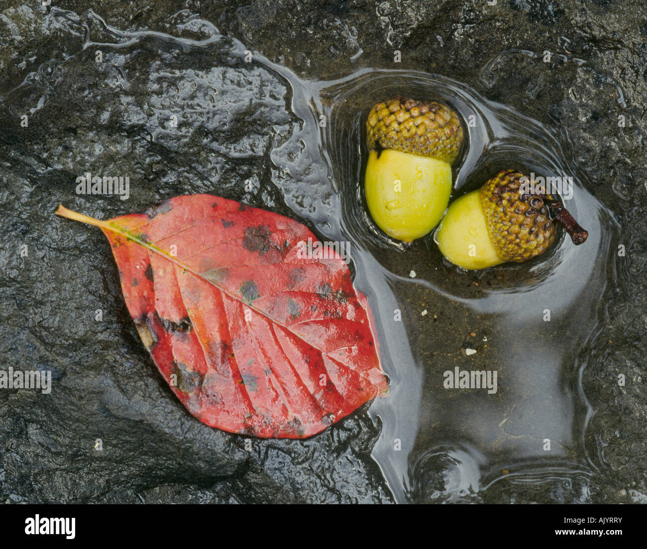 Oak tree mast hi-res stock photography and images - Alamy