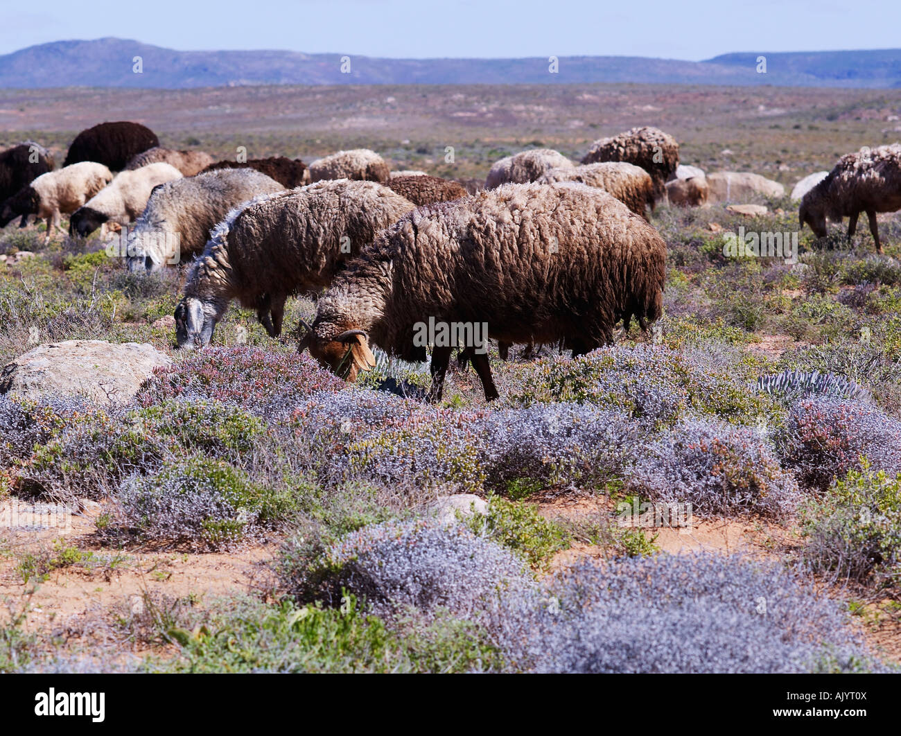 herd of sheeps in Namaqualand South Africa Stock Photo - Alamy