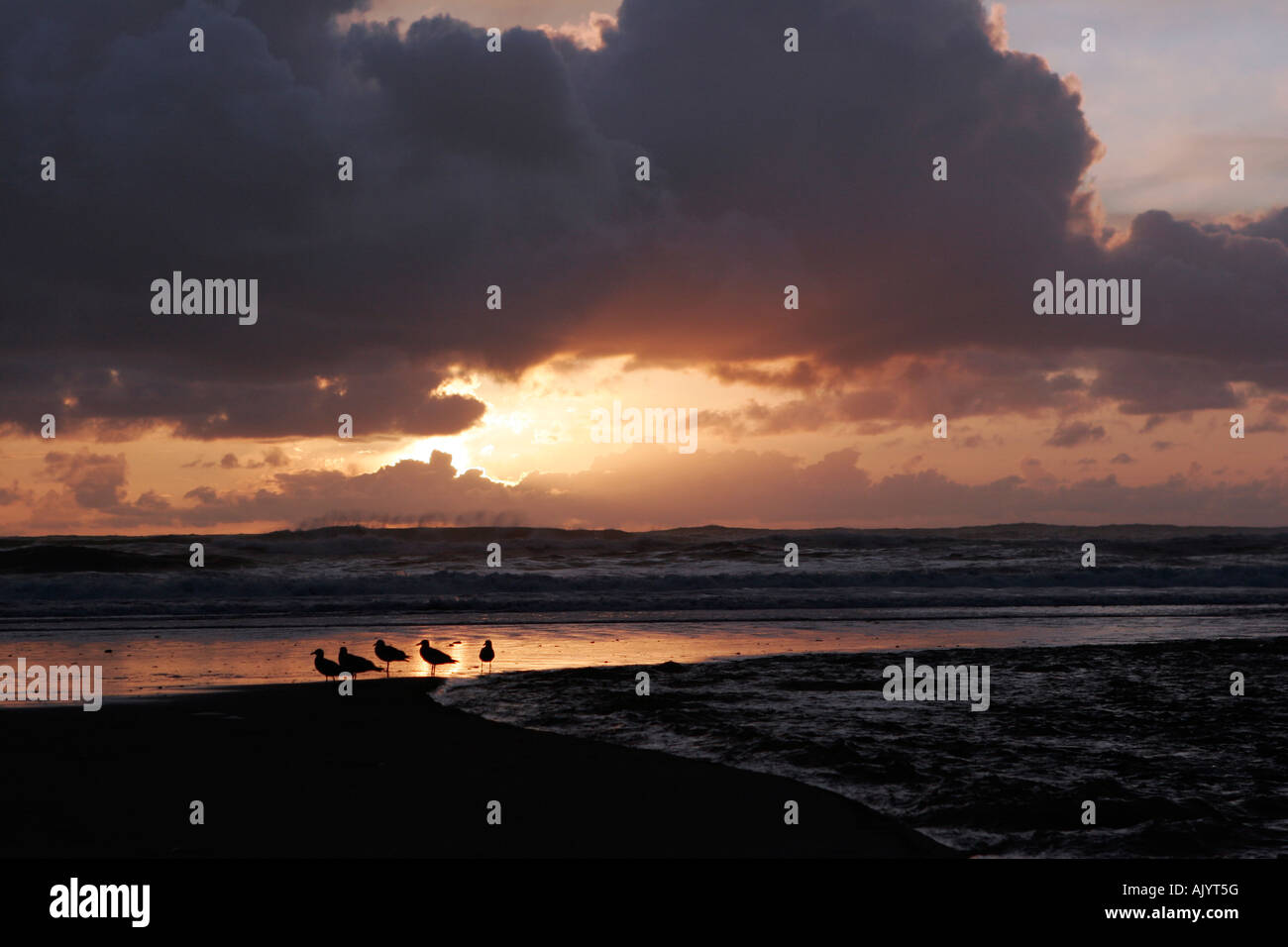 Set birds hi-res stock photography and images - Alamy