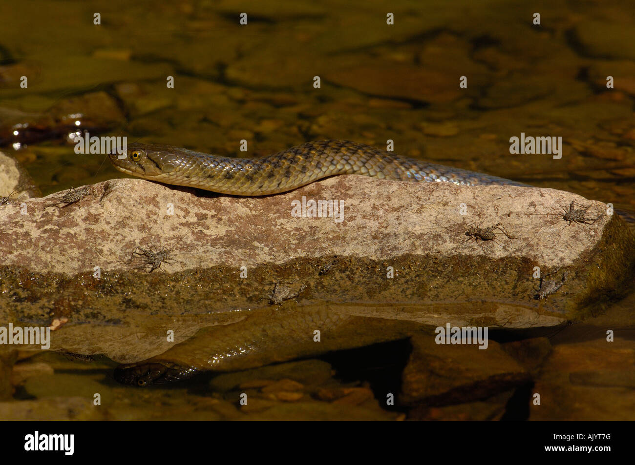 Checkered keelback water snake xenochrophis hi-res stock photography ...