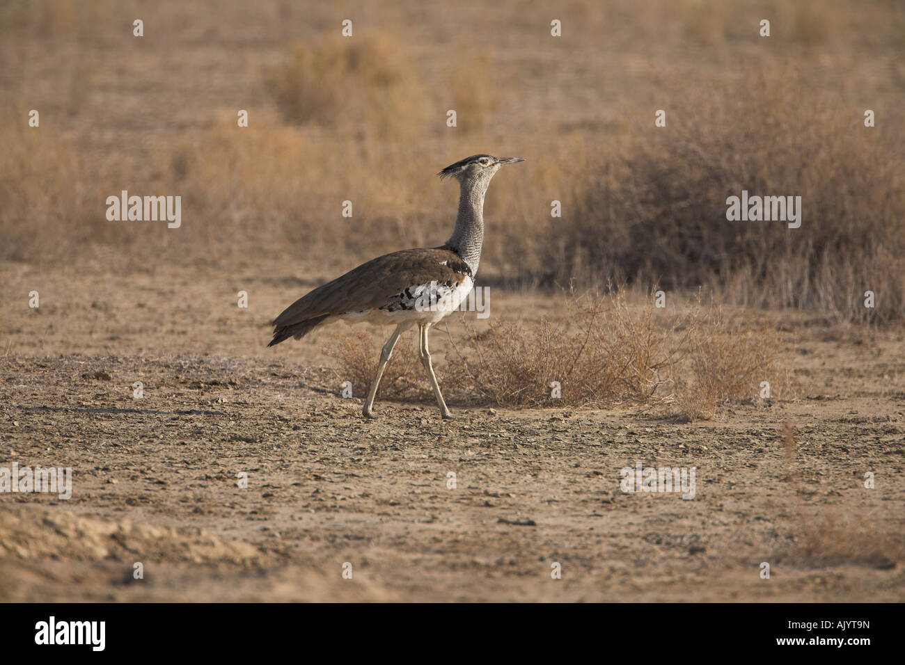 KORI BUSTARD ardeotis kori Stock Photo - Alamy