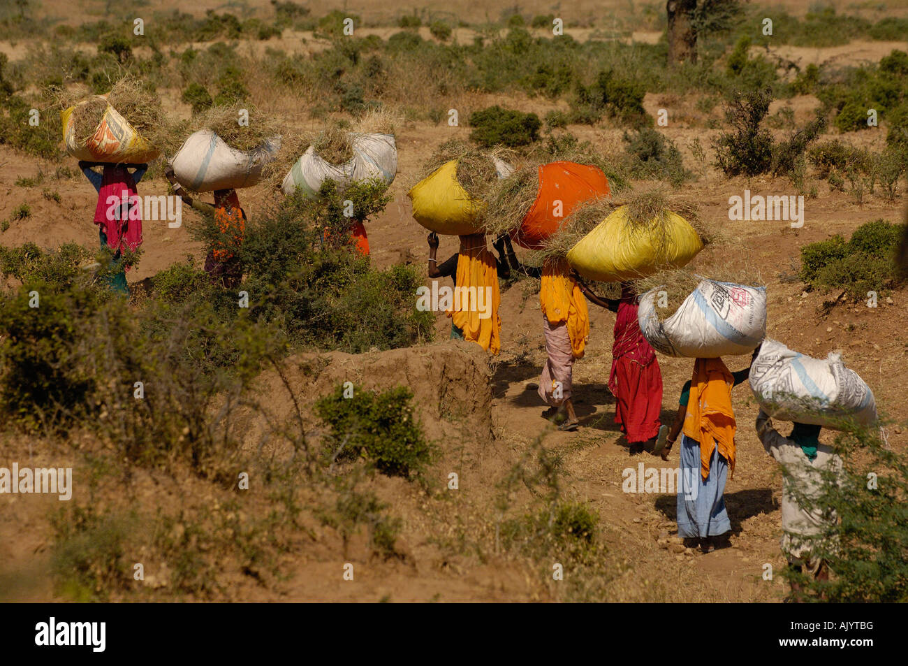 Village women carrying dried sticks home for fire wood. Near ...