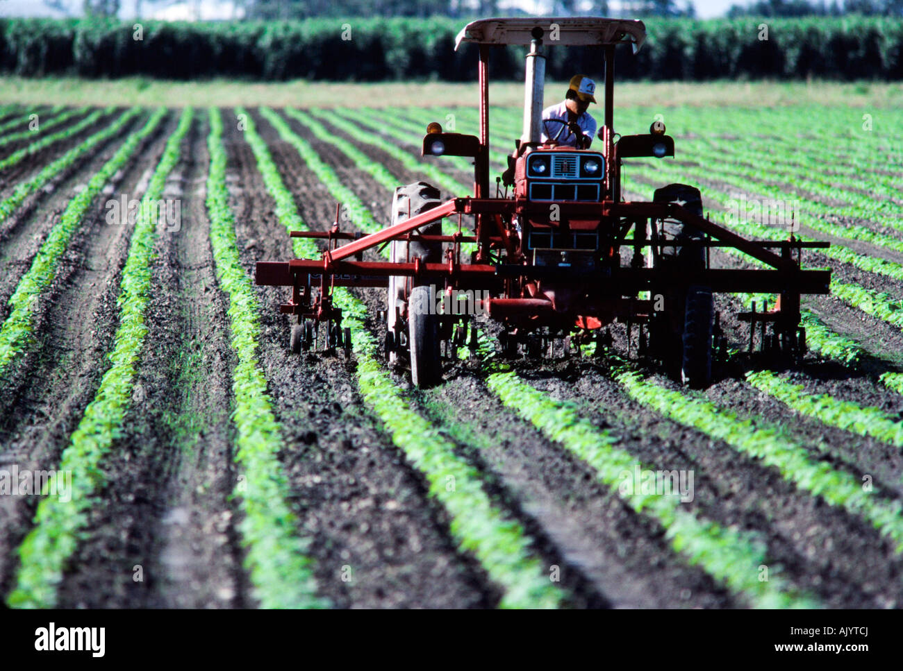 Crops in field,tractor in fields, crops in rows, farm worker Stock ...