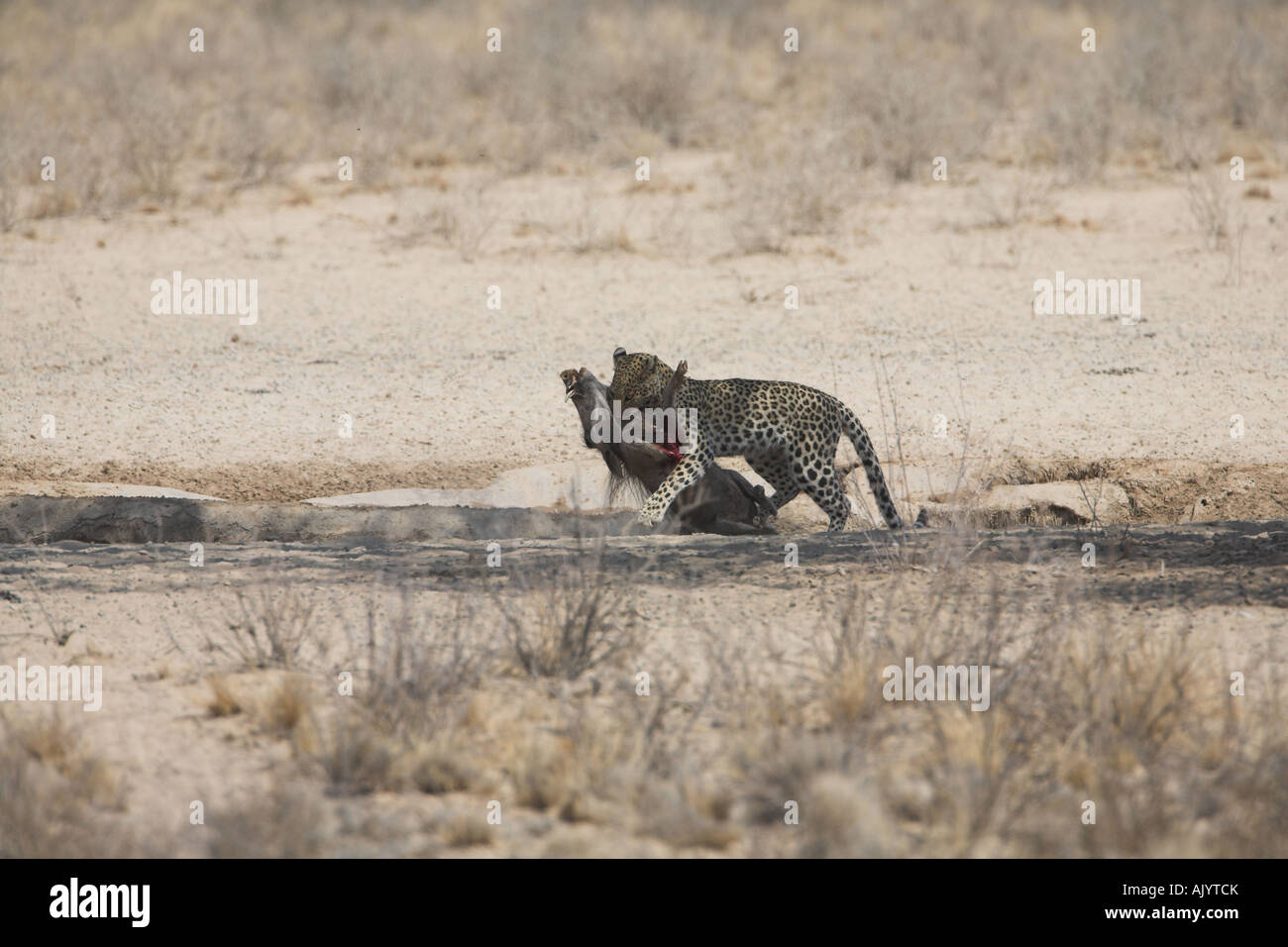 Leopard killing a warthog in the Kalahari desert Stock Photo - Alamy