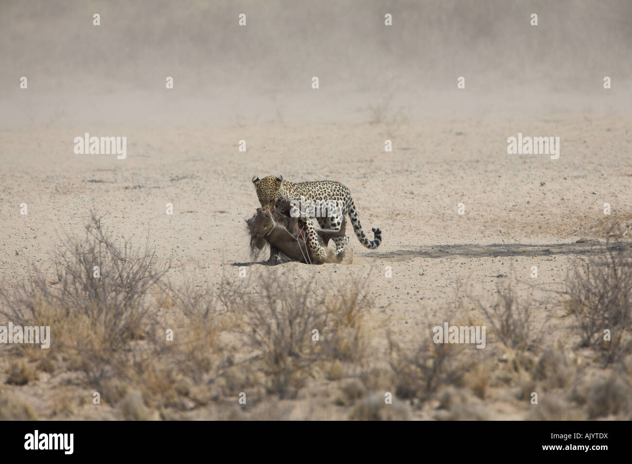 Leopard killing a warthog in the Kalahari desert Stock Photo - Alamy