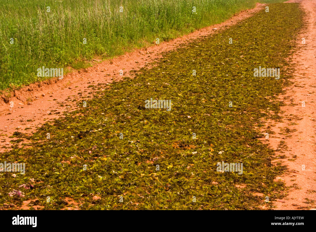 Irish moss being allowed to dry on country road, North Cape, PE/PEI ...