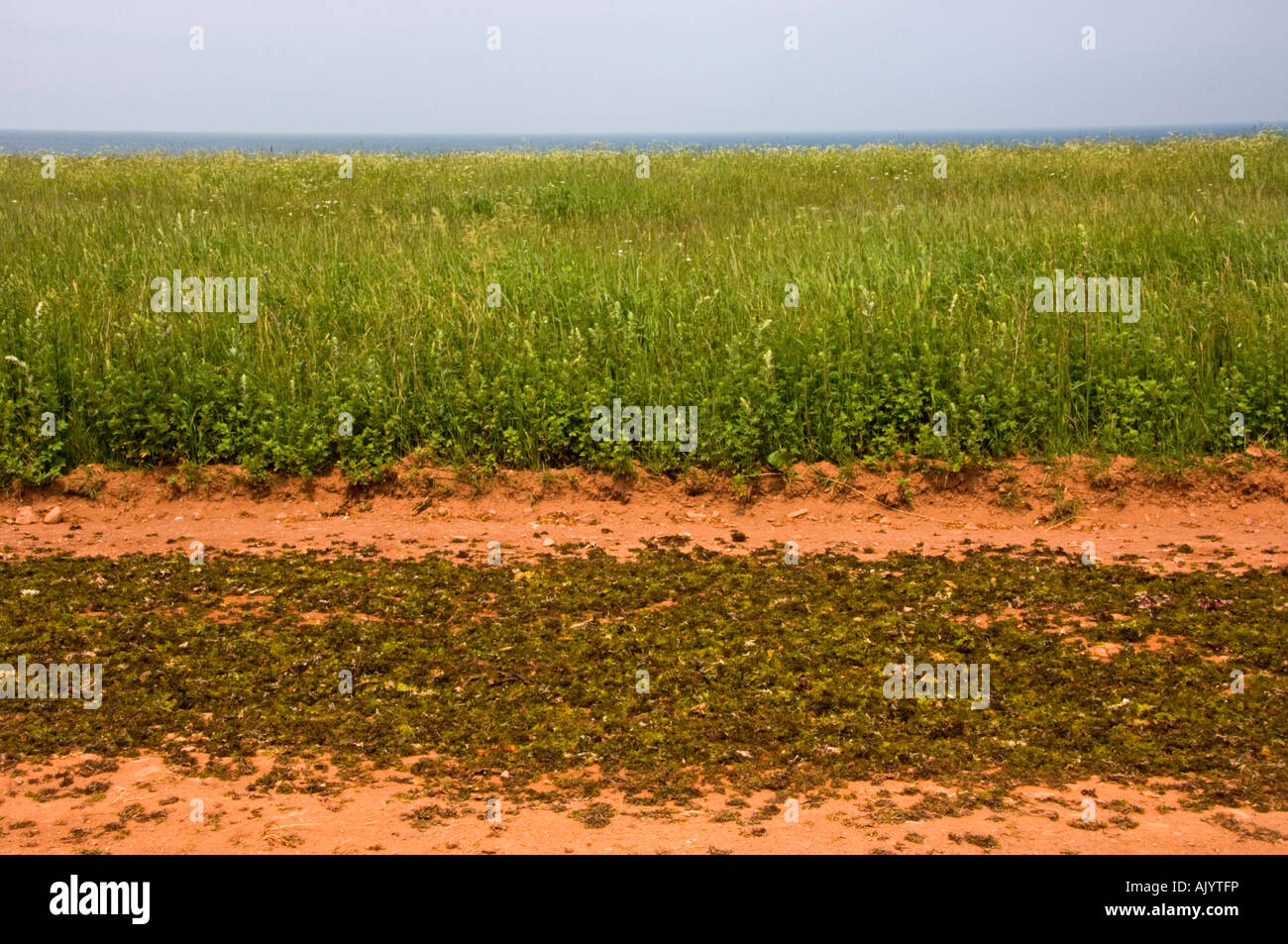 Irish moss being allowed to dry on country road, North Cape, PE/PEI ...