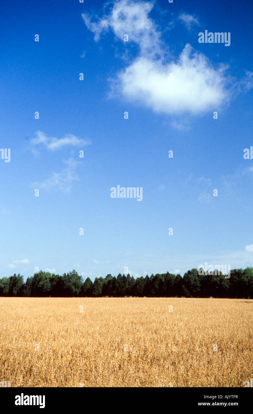 Crops in field,tractor in fields, crops in rows, farm worker Stock ...