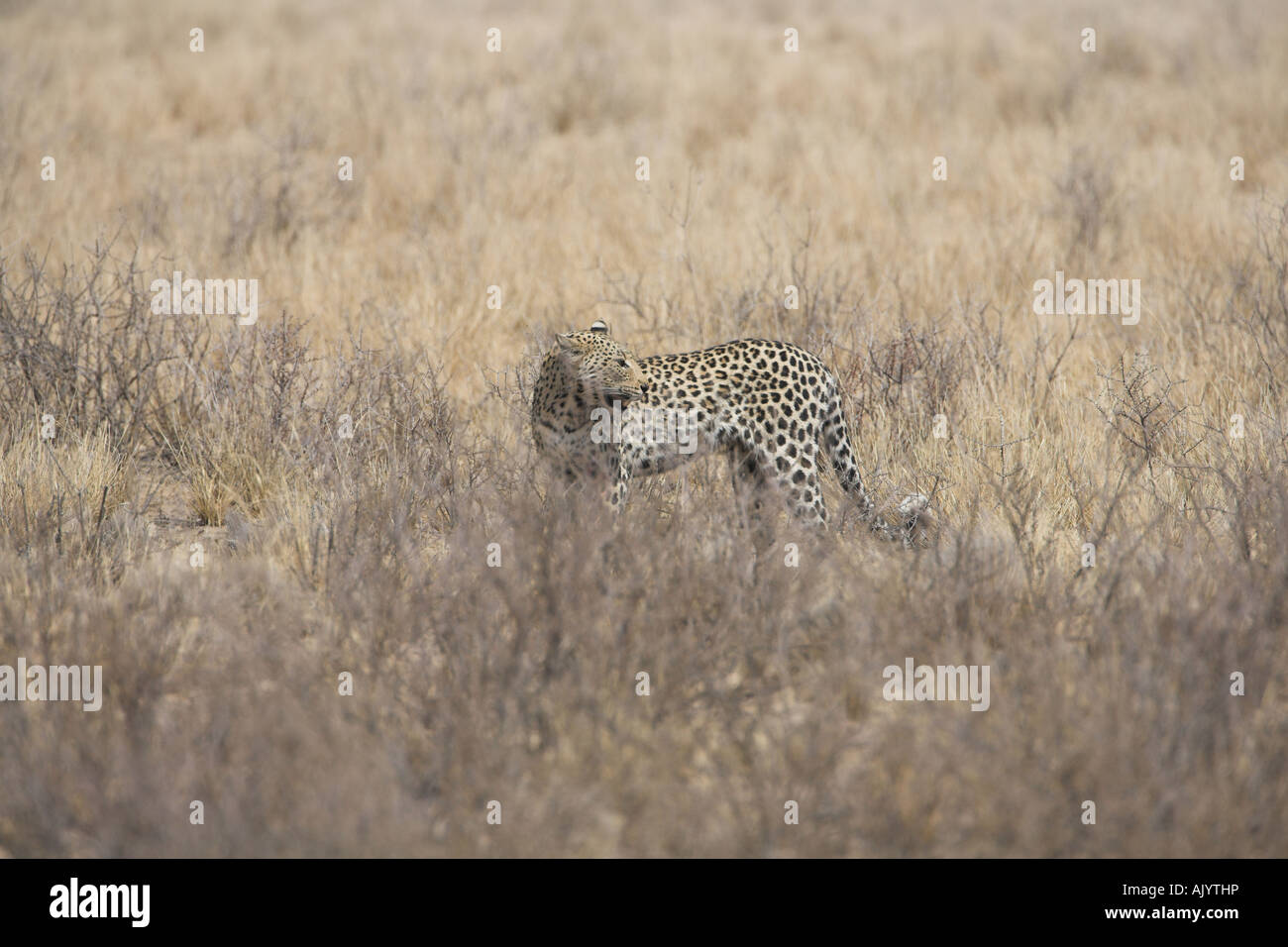 Leopard Warthog Kalahari Stock Photos & Leopard Warthog Kalahari Stock ...