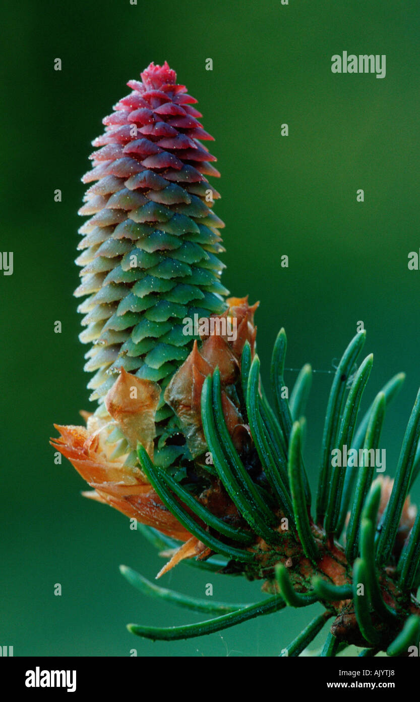 Norway Spruce / Gemeine Fichte / Rotfichte Stock Photo - Alamy