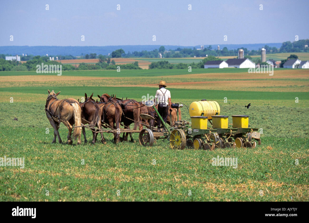 An Amish farmer drives his horse drawn wagon as he planats his crops in ...