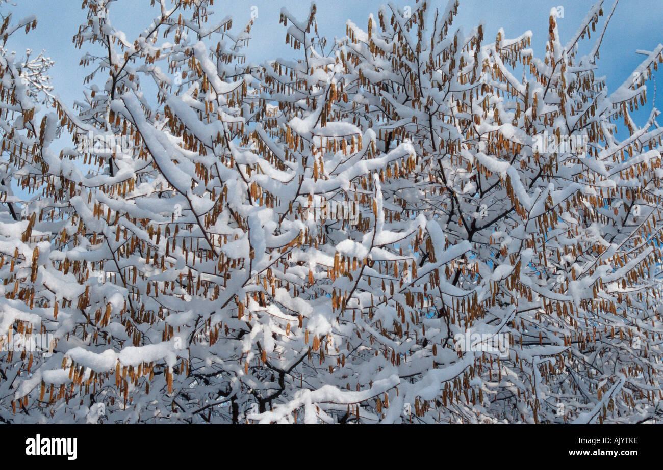 Haselnussstrauch hi-res stock photography and images - Alamy