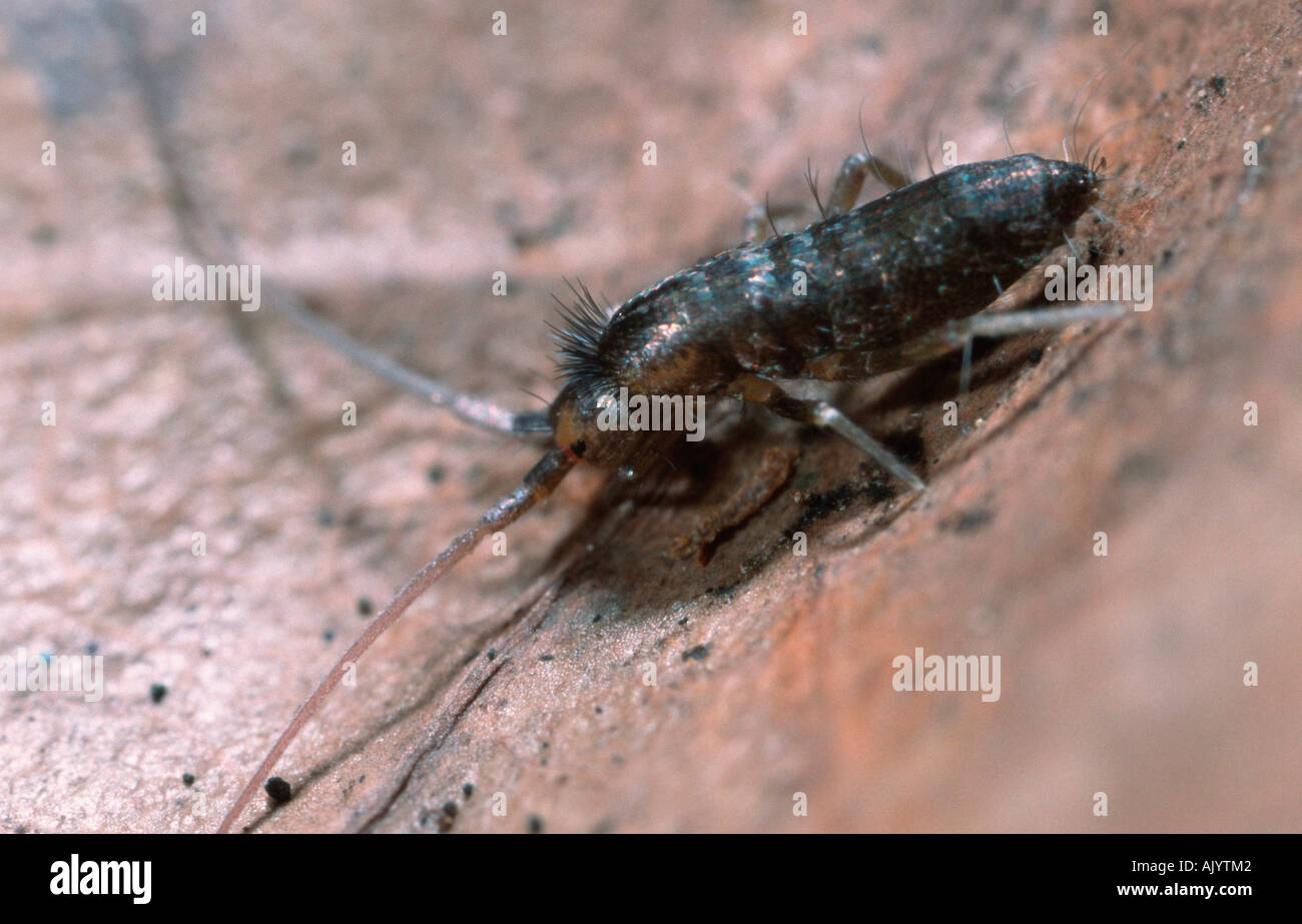 Springtail / Springschwanz Stock Photo - Alamy