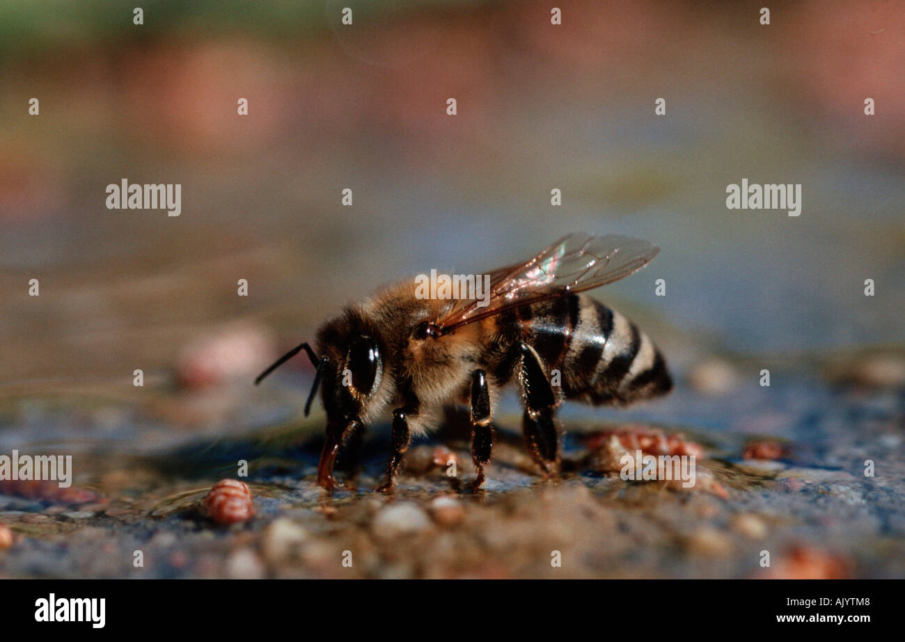 Honey Bee / Honigbiene Stock Photo - Alamy