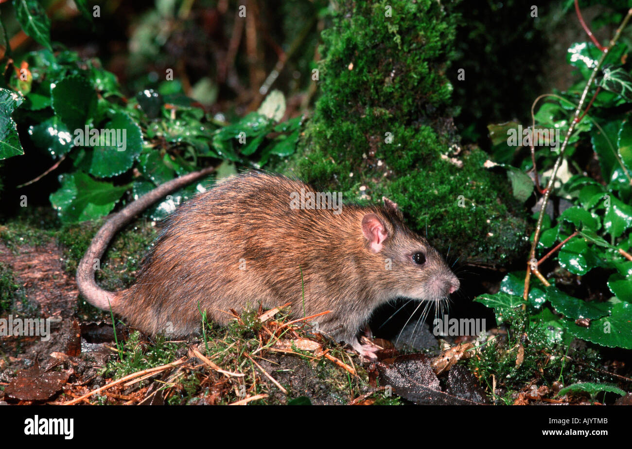 Wanderratte hi-res stock photography and images - Alamy