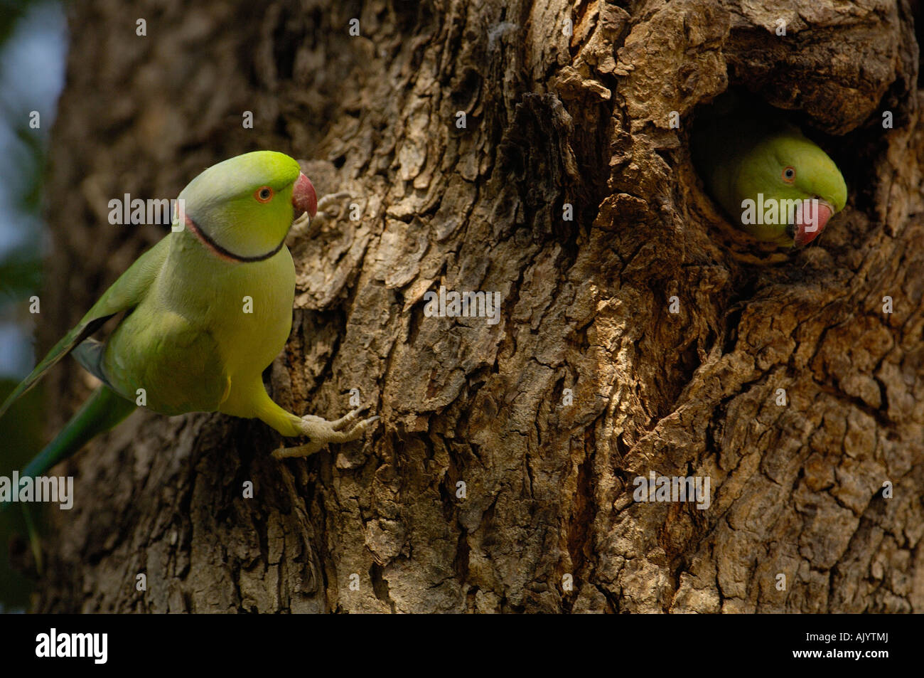 Rose-ringed parakeet (Psittacula krameri). Ranthambhore National Park ...
