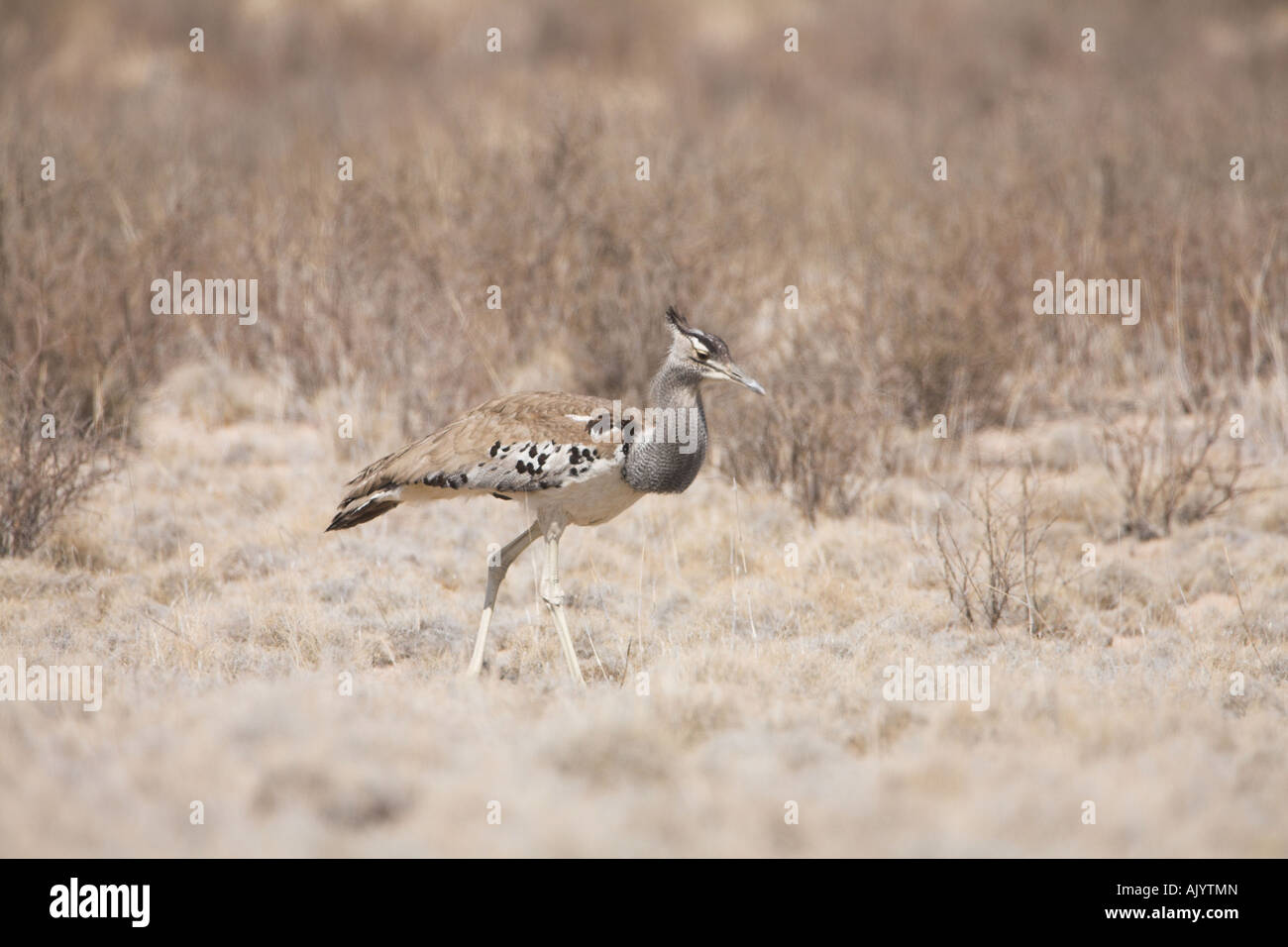 KORI BUSTARD ardeotis kori Stock Photo - Alamy
