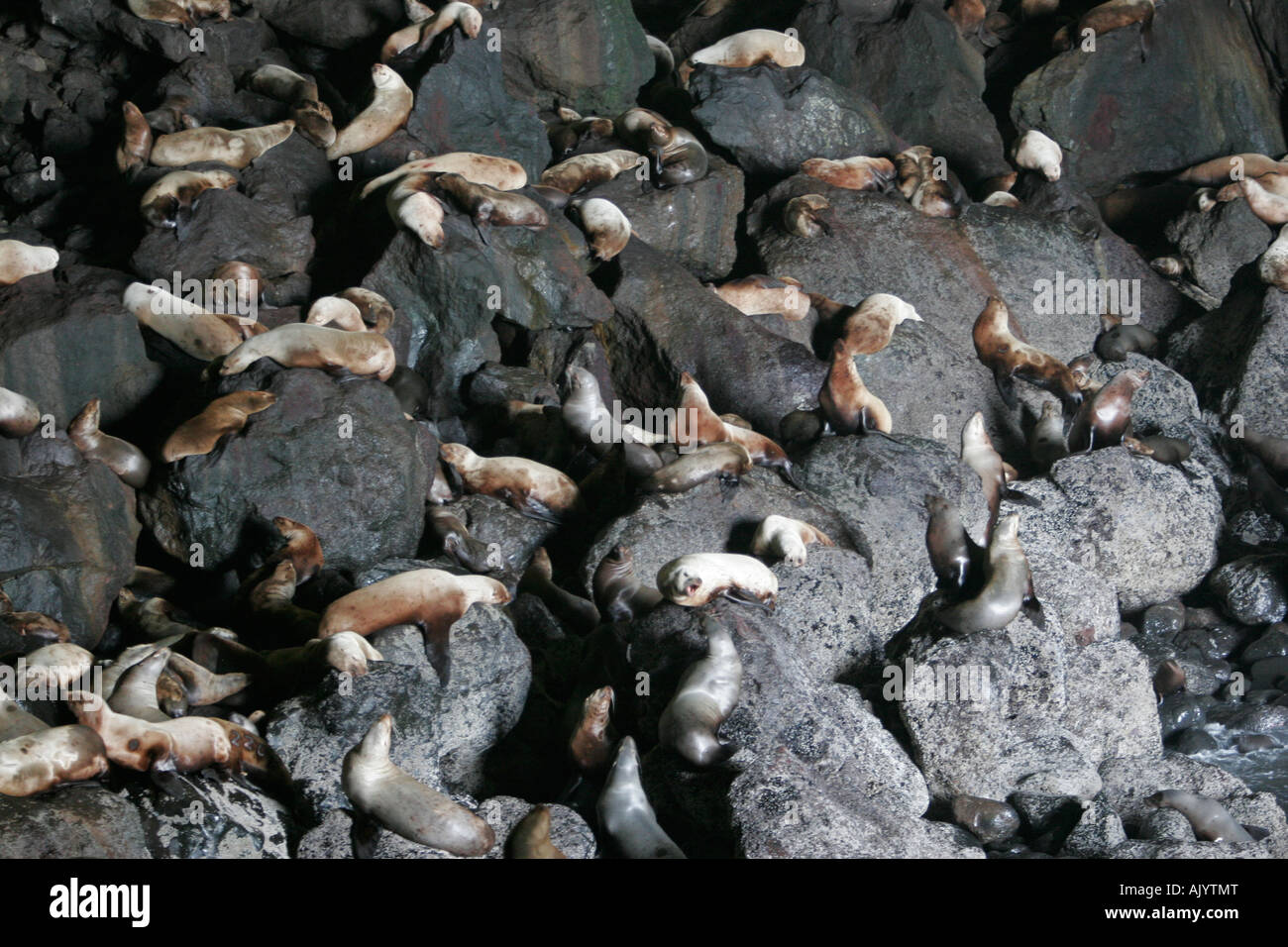 sea lions at sea lion cave in Oregon Stock Photo - Alamy