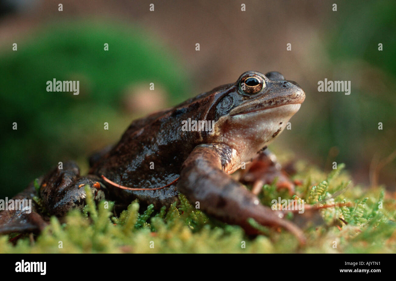 Common European Frog / Grasfrosch Stock Photo - Alamy