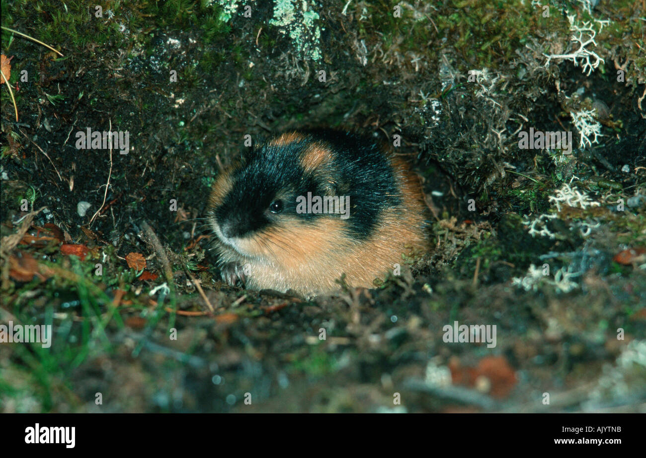 Norway Lemming / Berglemming Stock Photo - Alamy