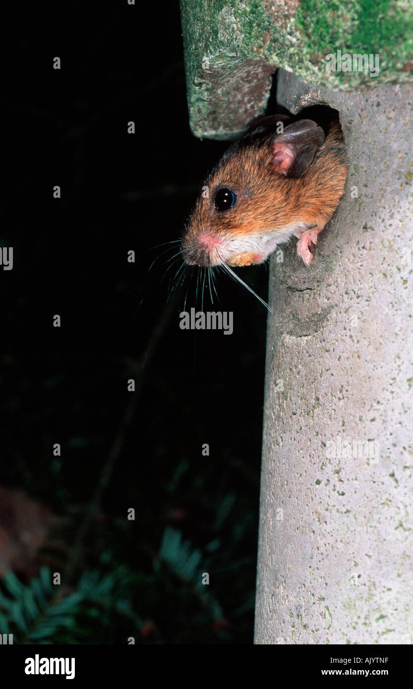 Wood Mouse / Waldmaus Stock Photo - Alamy