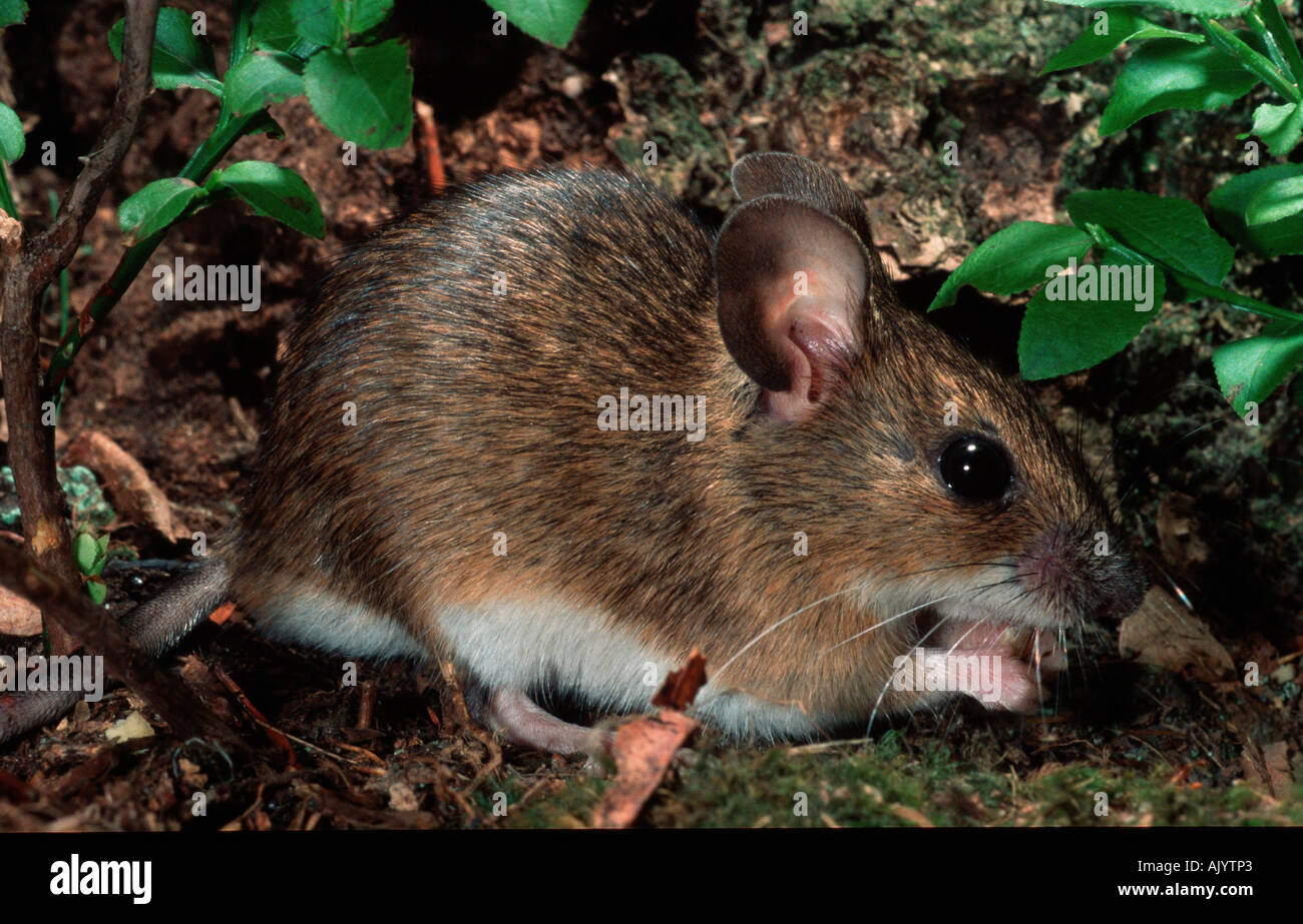 Wood Mouse / Waldmaus Stock Photo - Alamy