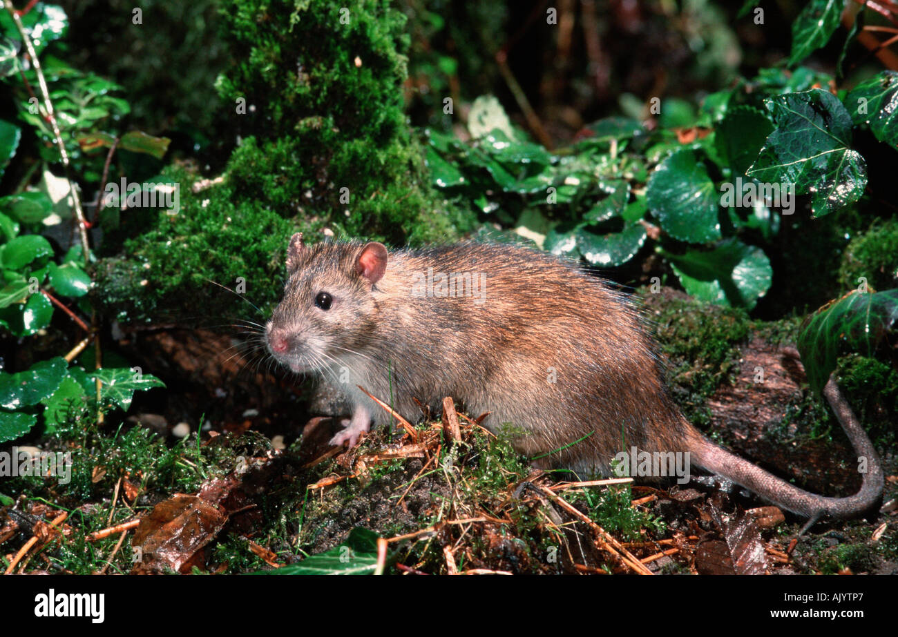 Wanderratte hi-res stock photography and images - Alamy