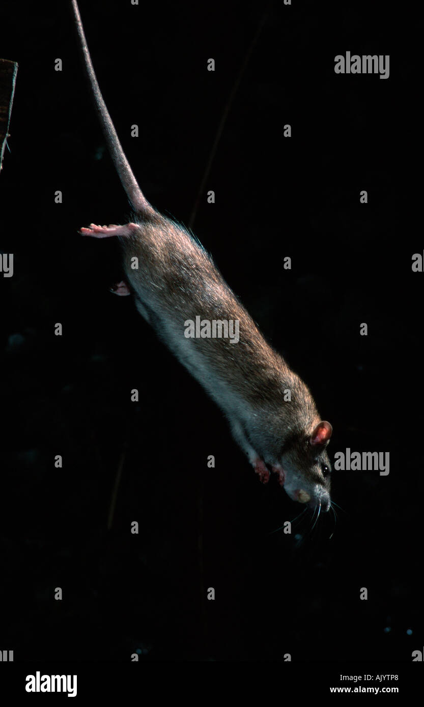 Common Rat / Wanderratte Stock Photo - Alamy