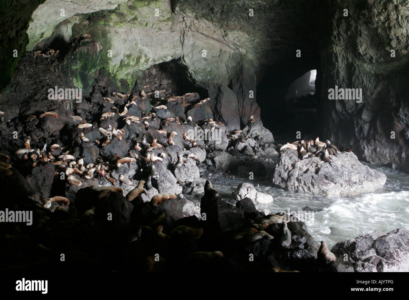 sea lions at sea lion cave in Oregon Stock Photo - Alamy