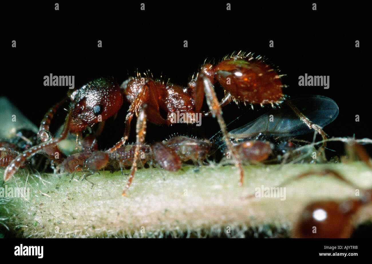 Ant / Ameise Stock Photo - Alamy