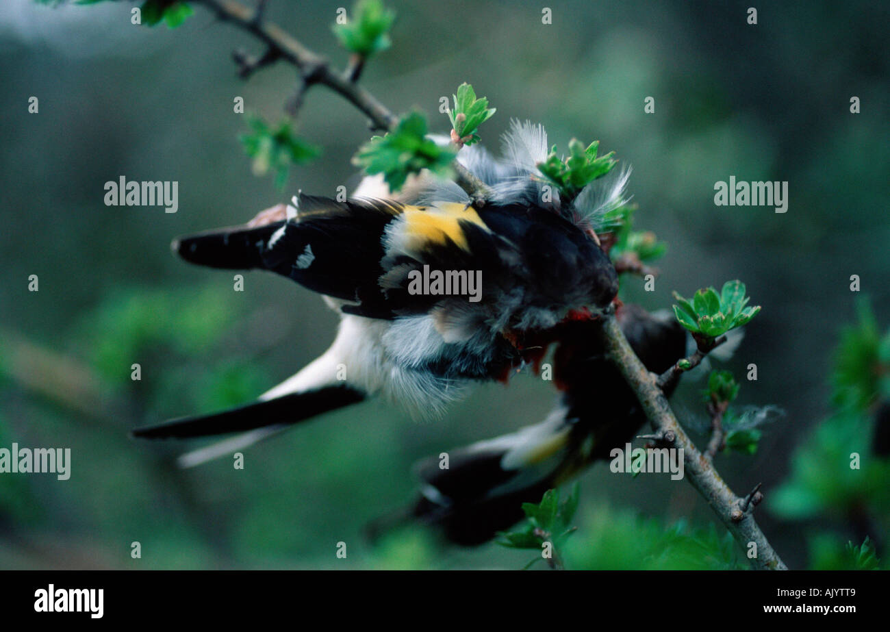 Stieglitz hi-res stock photography and images - Alamy