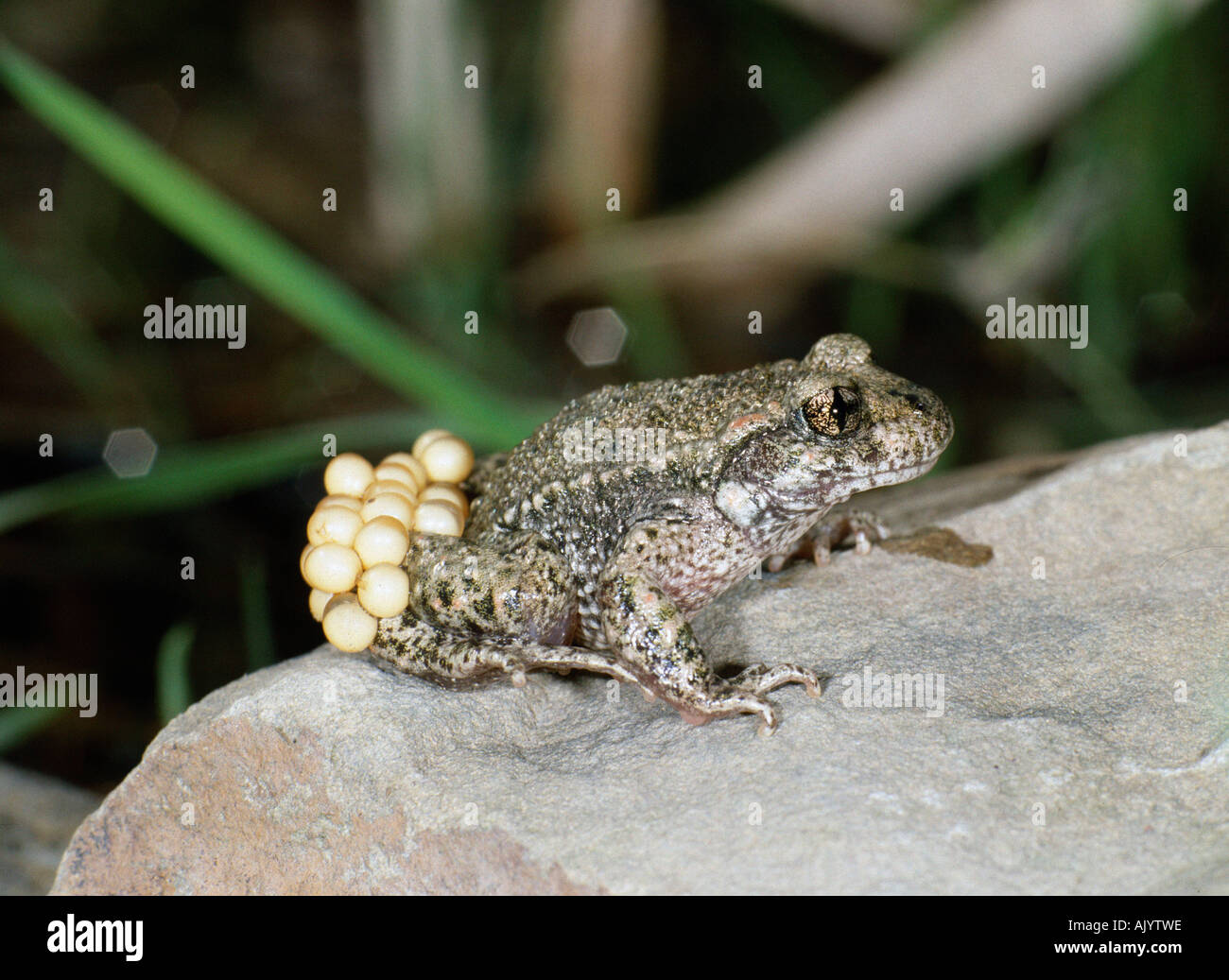 Male midwife toad eggs alytes hi-res stock photography and images - Alamy