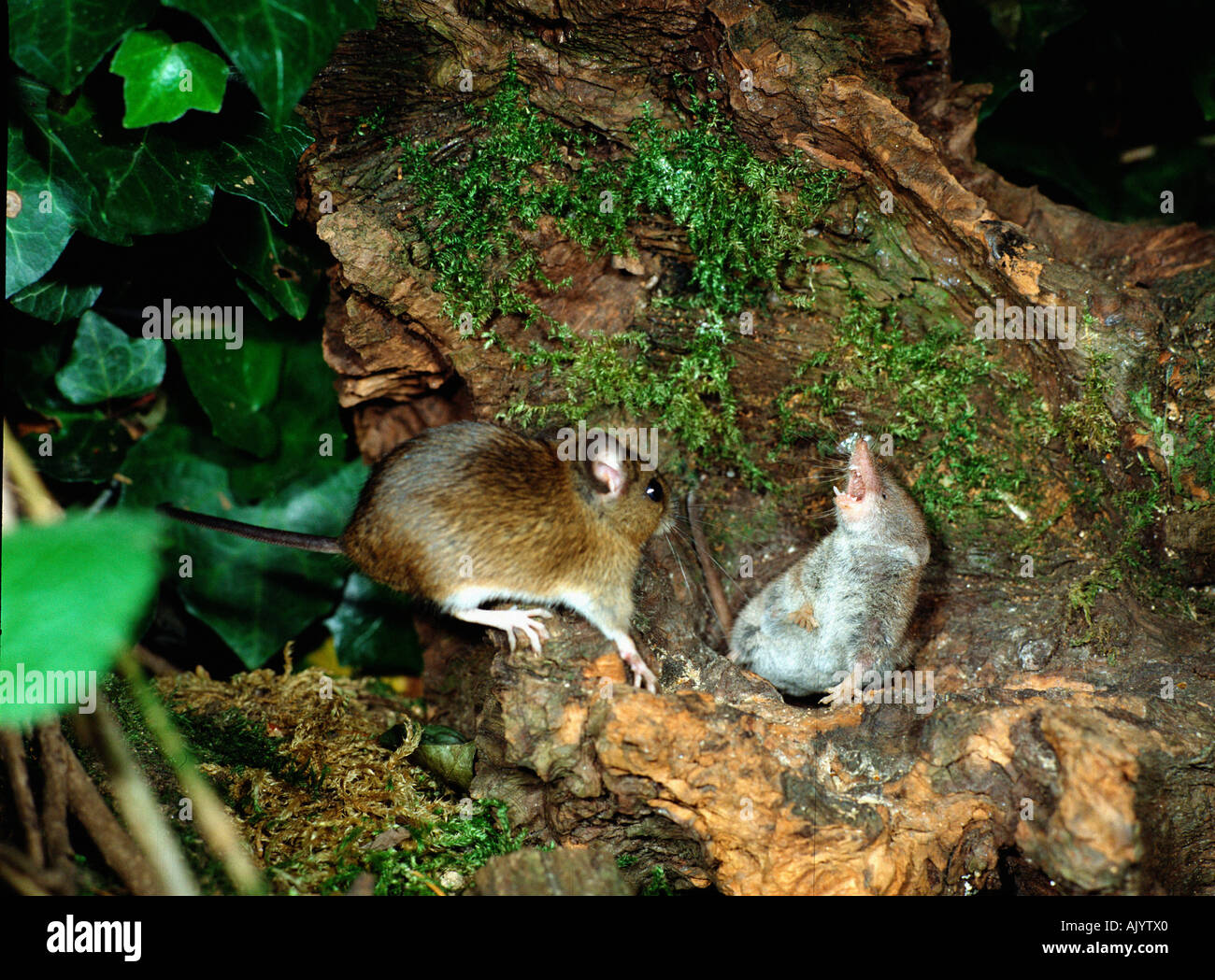 Shrew mouse hi-res stock photography and images - Alamy