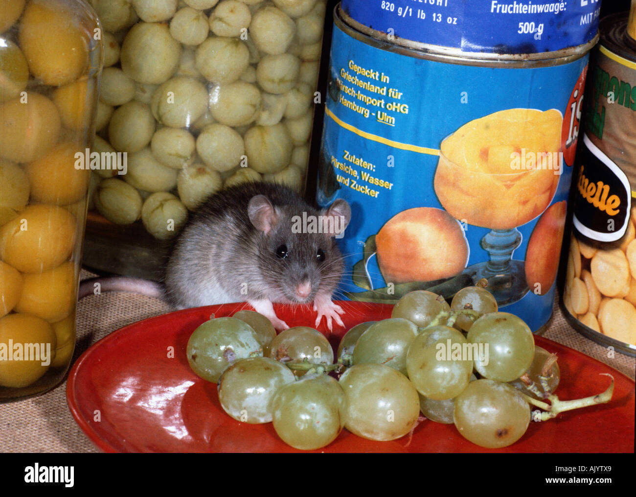 Common Rat / Wanderratte Stock Photo - Alamy