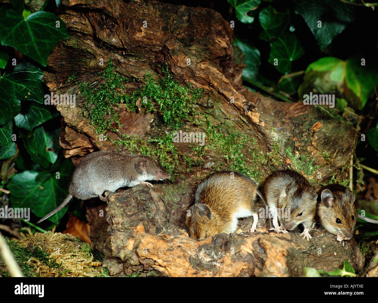 Hausspitzmaus High Resolution Stock Photography and Images - Alamy