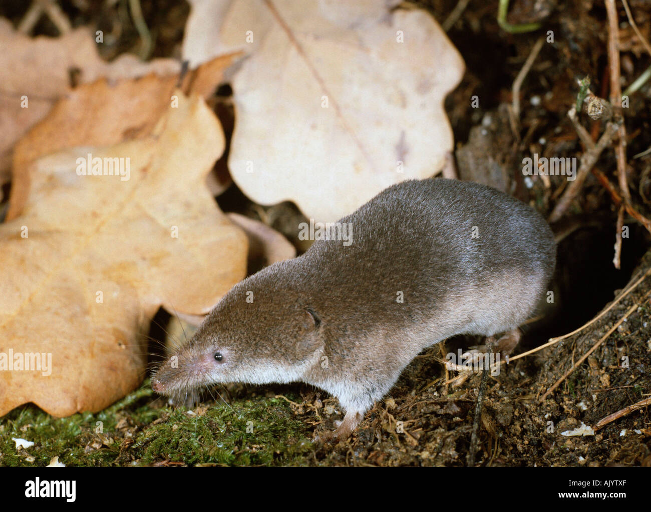 Greater White-toothed Shrew / Hausspitzmaus Stock Photo - Alamy