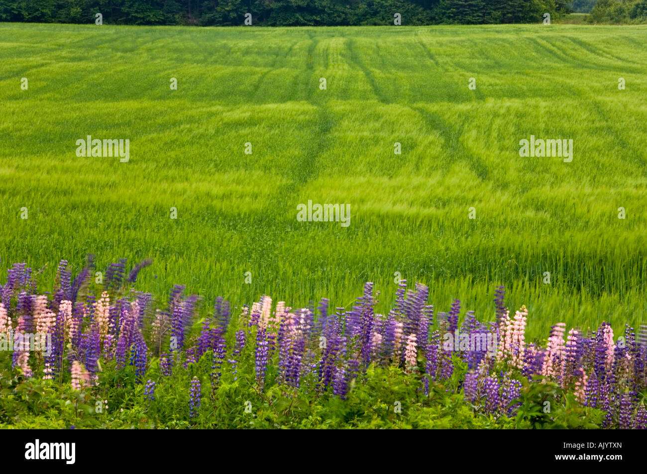 Barley field and lupines, Tignish, PE/PEI Prince Edward Island, Canada ...