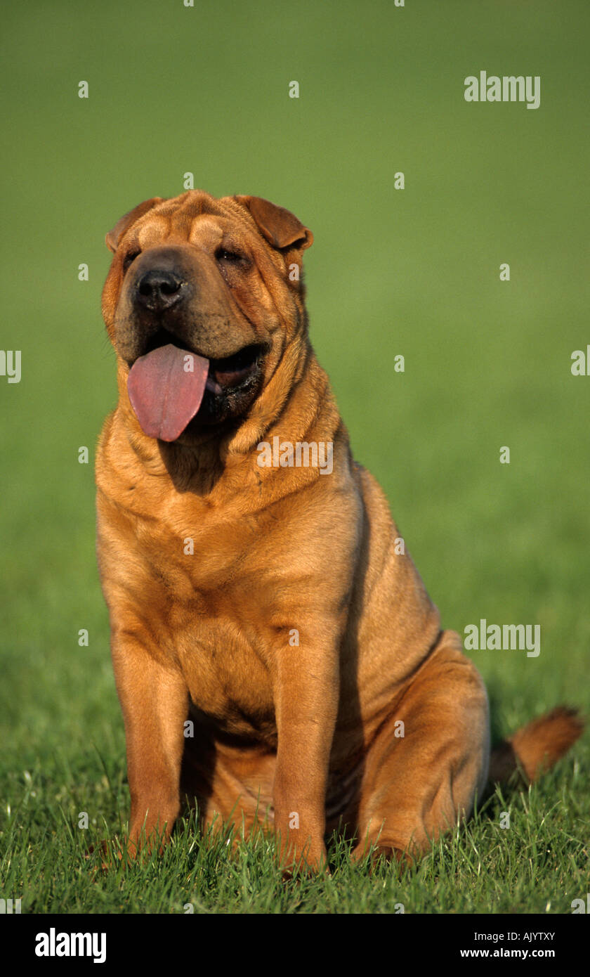 Shar Pei sitzend Shar Pei sitting Stock Photo - Alamy