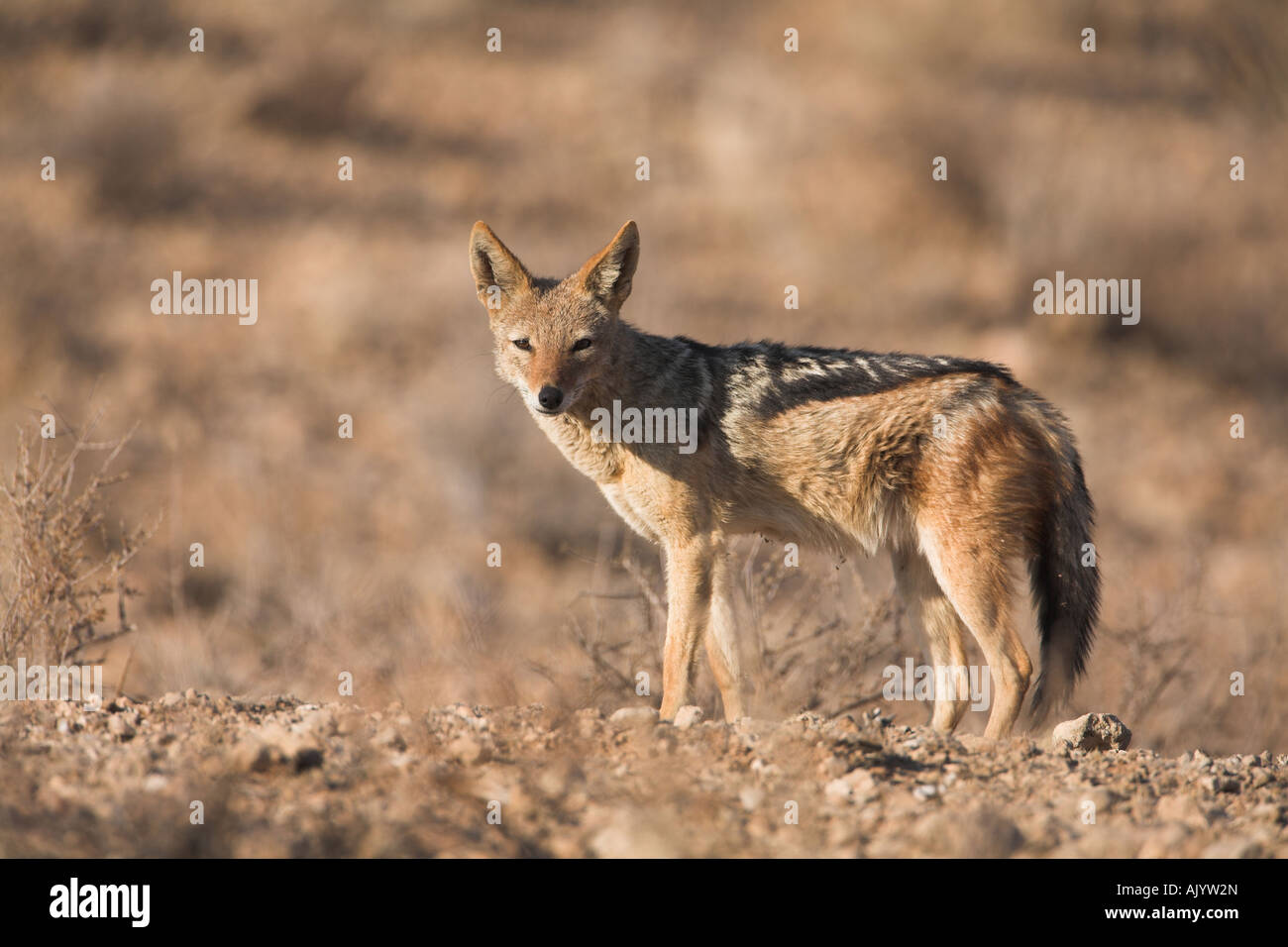 Black-backed Jackal in the Kalahari desert Stock Photo - Alamy